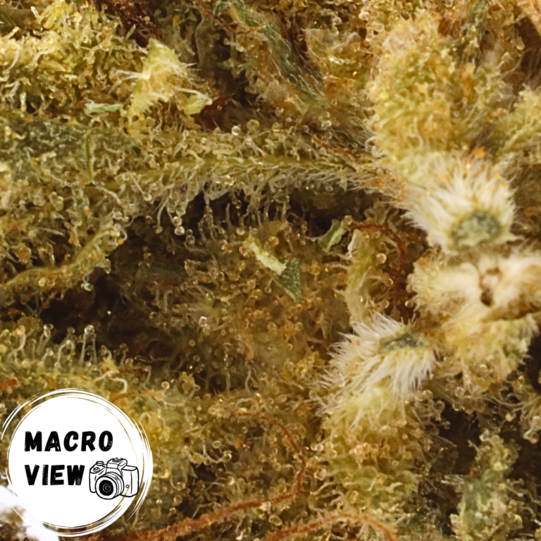 $69 Oz THCa Flower • 1 Ounce Bulk THCa • Budget Buds! - The Human Condition Shop