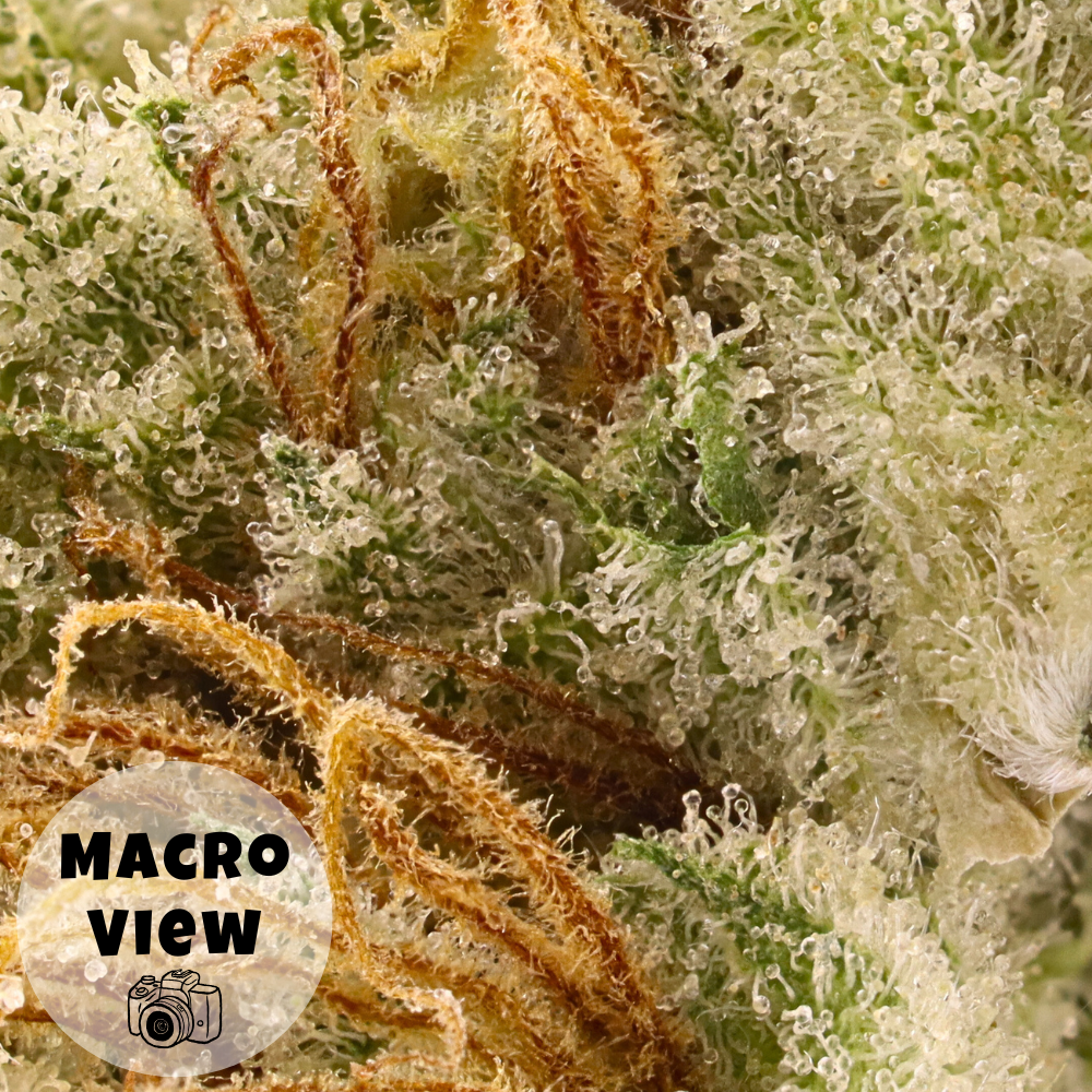 Papaya Punch • Indica Hybrid • Greenhouse Flower • 34.25% THCa – The Human Condition Shop