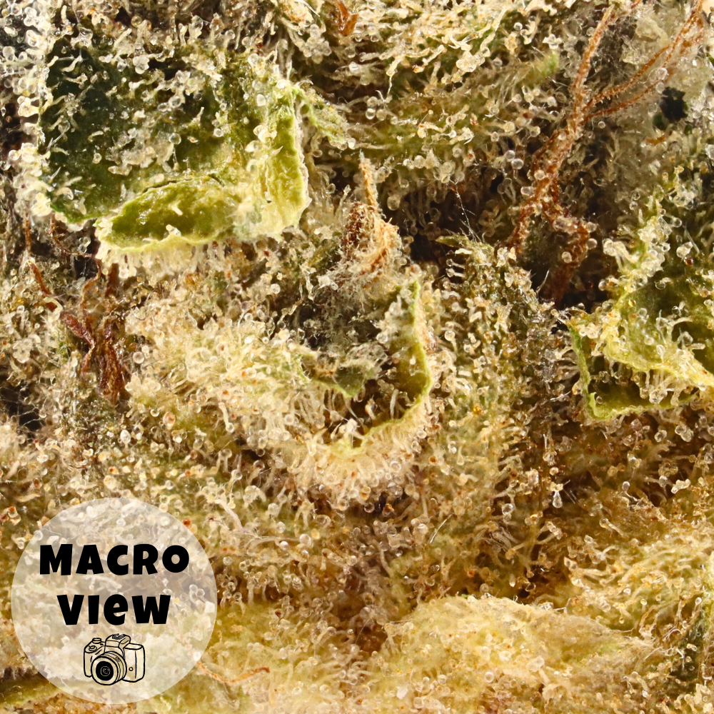 Donny Burger • Indica • Greenhouse Flower • 29.81% THCa – The Human Condition Shop